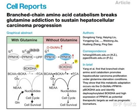 If 9 995 Cell Reports 代谢重编程：破坏谷氨酰胺成瘾，支链氨基酸分解代谢维持肝癌进展 知乎