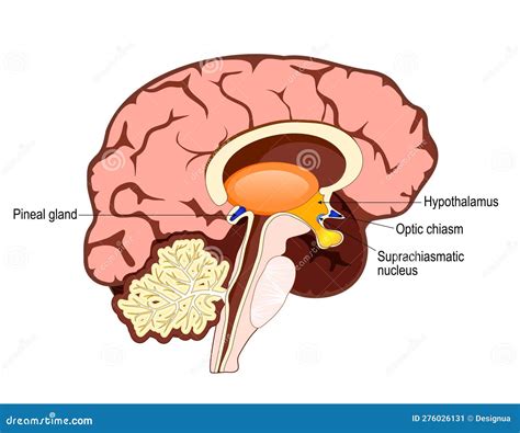 Brain And Regulation Of Circadian Rhythms Stock Illustration Illustration Of Matter