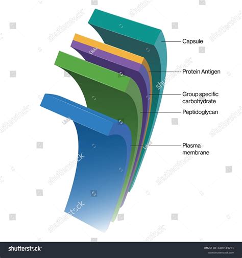 Detailed Vector Illustration Streptococcus Pyogenes Membrane Stock Vector Royalty Free Detailed Vector Illustration Streptococcus Pyogenes Membrane Stock Vector Royalty Free