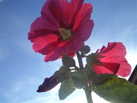 С Днём Рождения Белка