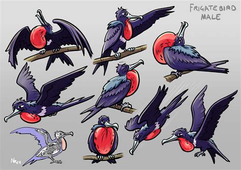 Frigate Bird Drawing