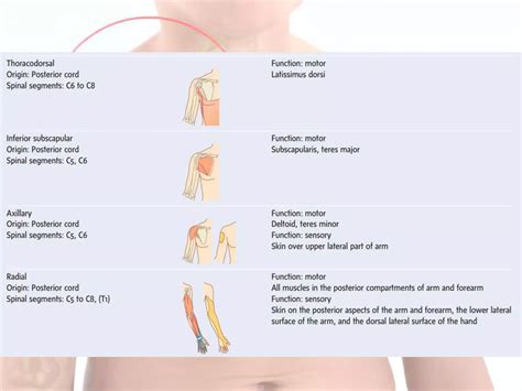 Brachial Plexus Of Nerves Pptx