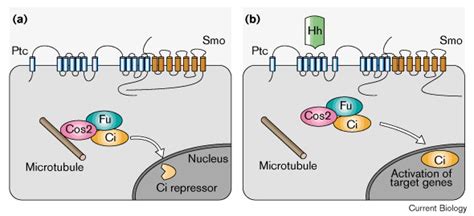 Sonic Hedgehog Current Biology