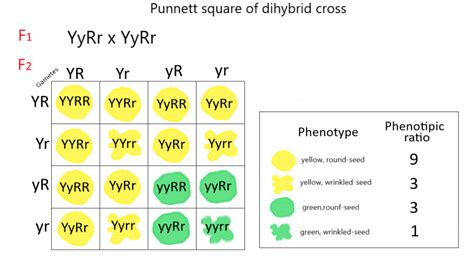 Mendel Punnett Square Dihybrid Cross