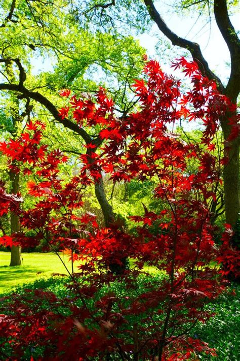 Maple Tree In Fall Colors Stock Image Image Of Yellow 255522637