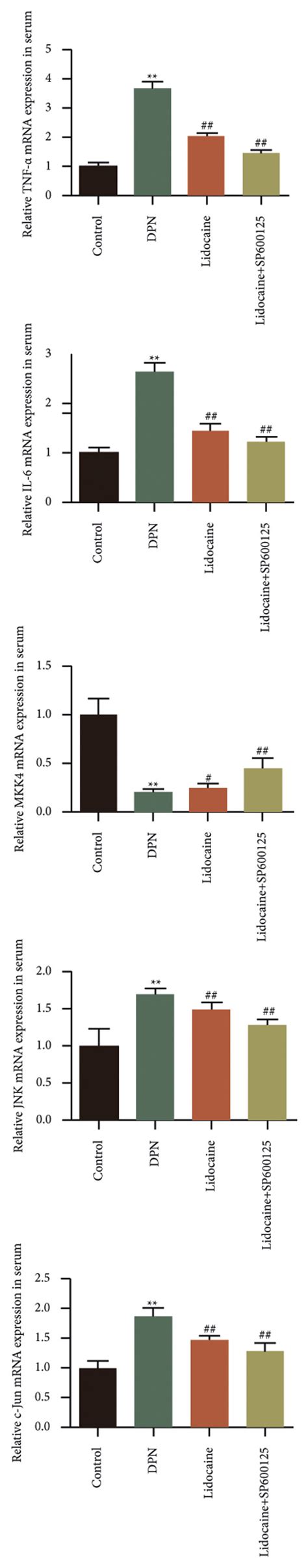 Effects Of Lidocaine On The Expressions Of The C Jun Signaling Pathway Download Scientific
