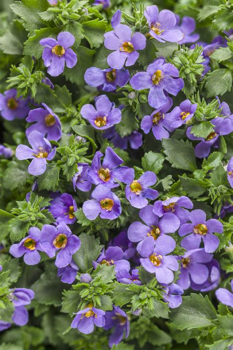 Купить семена Бакопа Bacopa Snowstorm Blue в Москве: доставка семян по ...