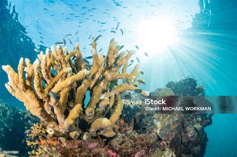 Healthy Colorful Coral Reef In The Indo Pacific Reef System Bursting