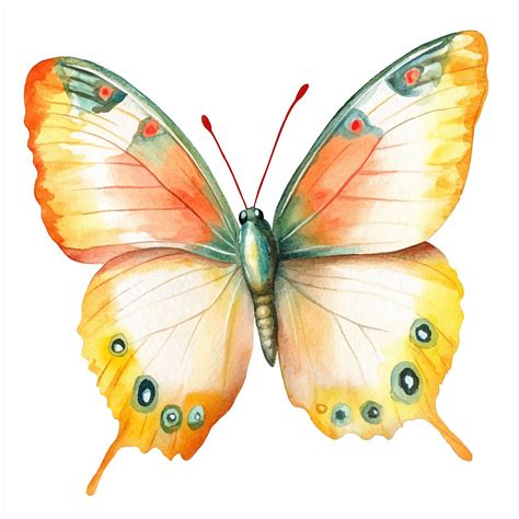 Butterfly Watercolor Clipart Illustration Isolated Premium Ai