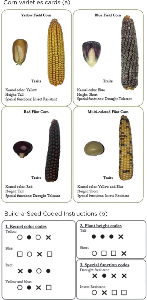 Special Trait Of Corn At Terry Camacho Blog