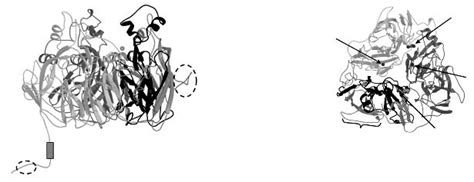 Location Of Peptide Epitopes On Hephaestin Hp And Deleted Region In