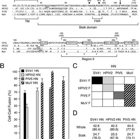 hn proteins of hpiv2 and muv can trigger noncognate f proteins a
