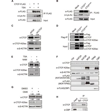 differential ctcf binding in ctcf k20r regulates ep interactions and