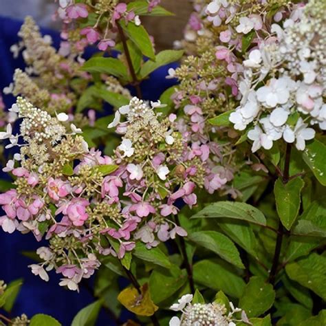 Candelabra Hydrangea Perennial At Gerard Martin Blog