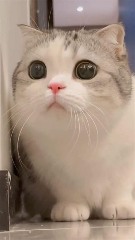 What Human Food Can Cats Eat What You Can Share And What To Avoid Artofit