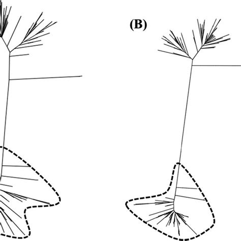 A Bayesian Inference And B Maximum Likelihood Trees Showing The Download Scientific Diagram