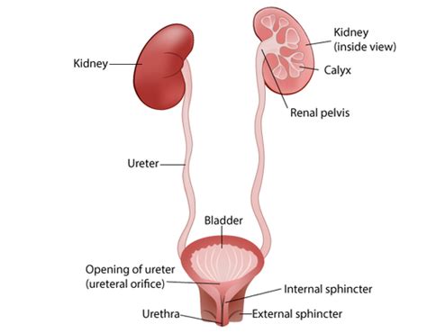 Chapter 23 Urinary System Learning Outcomes Flashcards Quizlet