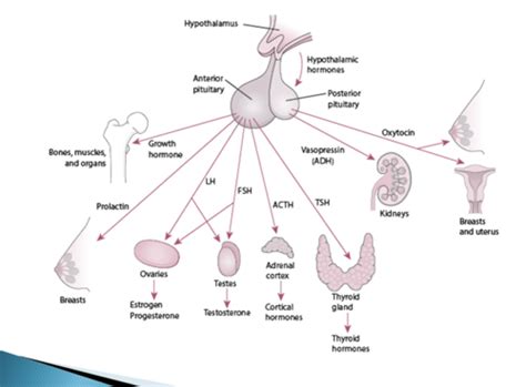 Endocrine Exam Med Surg Flashcards Quizlet