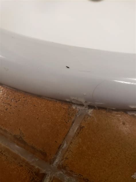 Little Bug Found In Apartment Doesnt Seem To Be A Jumper Tia For Your Help Rwhatsthisbug