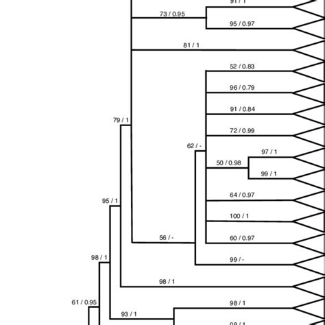 Phylogeny Obtained From Maximum Likelihood Analysis Of The Combined Download Scientific Diagram