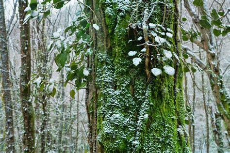 Subtropical Forest Is Covered With Snow Stock Image Image Of Fickle Transitional 247417119