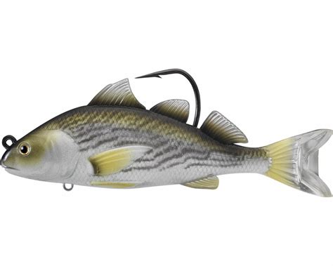 Spotfin Croaker