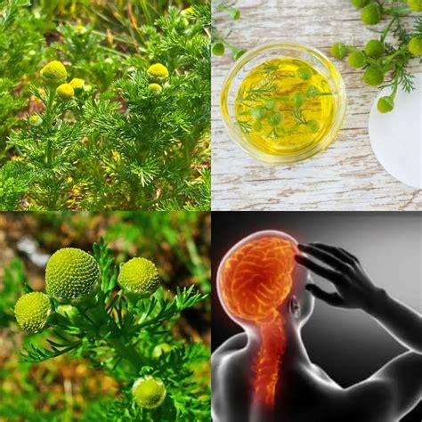 Discover Natures Hidden Gem The Surprising Powers Of Pineapple Weed