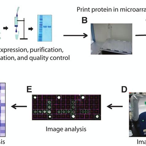 Influenza Virus Protein Microarray Pipeline Recombinant Ha Is