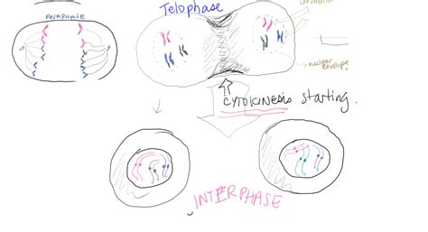 Science 10 Gladstone Make A Model Of Mitosis Using Pipe Cleaners