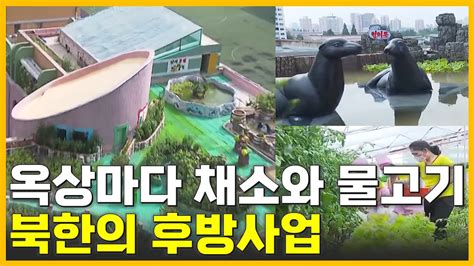 루프탑 텃밭 옥상 토끼농장 자급자족 후방사업 [김팀장의 북한확대경] Youtube