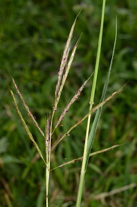 Bothriochloa Bladhii Forest Bluegrass — Territory Native Plants