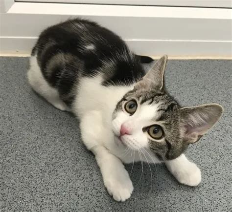 Meet The Rare Gender Neutral Kitten With No Sex Organs