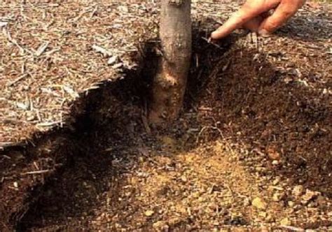 Proper Mulching Techniques Tree Aesthetics