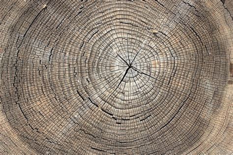 Tree Rings Texture Background Stock Photo By Safakc PhotoDune