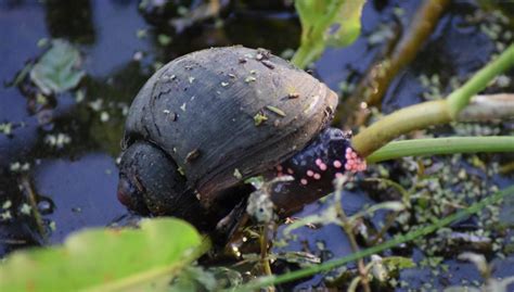 Rice Eating Apple Snail Wreaks Havoc In Kenya