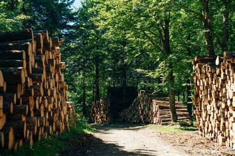 Lumber Wood Sawn Cut Trees Logs Close Up Background Texture Stock