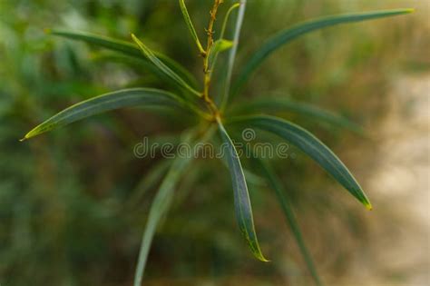Thin Green Leaves On Tree Stock Image Image Of Closeup 311830427