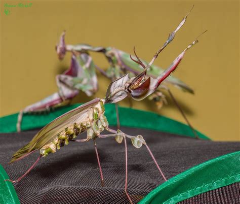 Idolomantis Diabolica Giant Devils Flower Mantis Supermantis A
