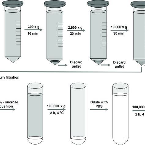 Schematic Overview Of The Employed Ev Isolation Protocol Tnms42 Cells