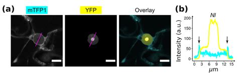 Figure S5 Fire Is Largely Excluded From The Plant Nucleus A Download Scientific Diagram