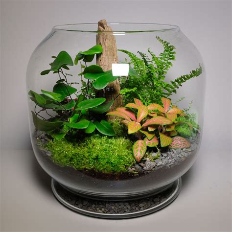 Extra Large Glass Terrarium Containers