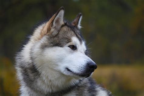 Alaskan Malamute E Siberian Husky Tutte Le Differenze