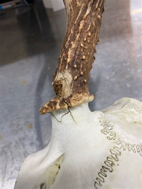 Bone Cleaning On Tumblr