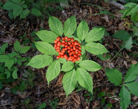 Ginseng Propriétés Bienfaits Et Applications En Phytothérapie