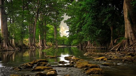 Scenic Forest Wallpaper
