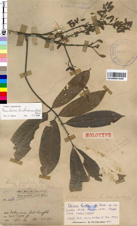 Phanerogams Type Details