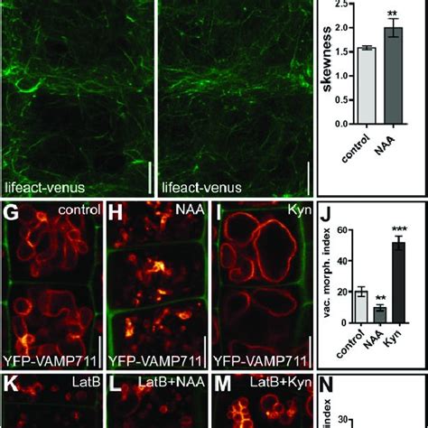 Auxin Impacts The Actin Cytoskeleton And Actin Dependent Vacuolar Download Scientific Diagram