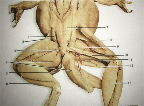 Frog Legs Anatomy