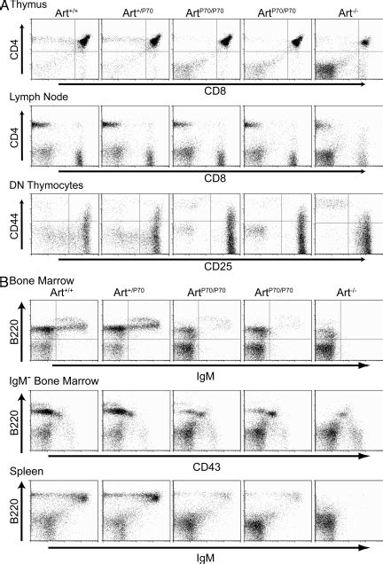 Homozygous Artemis P70 Mice Exhibit Partial Immunodeficiency Flow