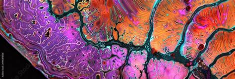 Cerebellar Cytoarchitecture Nissl And Silver Nitrate Stained